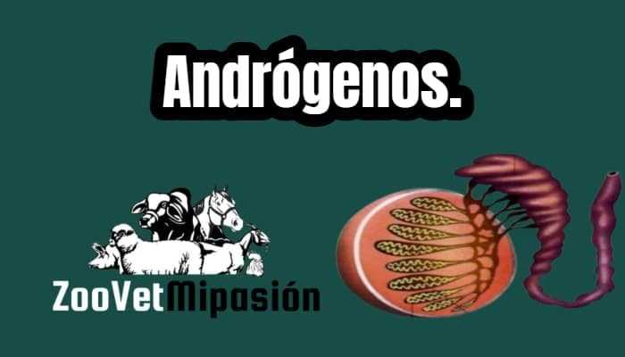 Que son los Andrógenos?