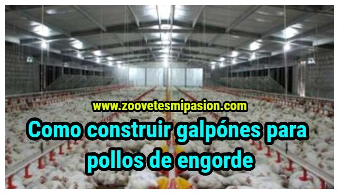 Desinfección del galpón pollos de engorde 🐣 🐥📗