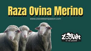 Raza Ovina Merino, características físicas y reproductivas