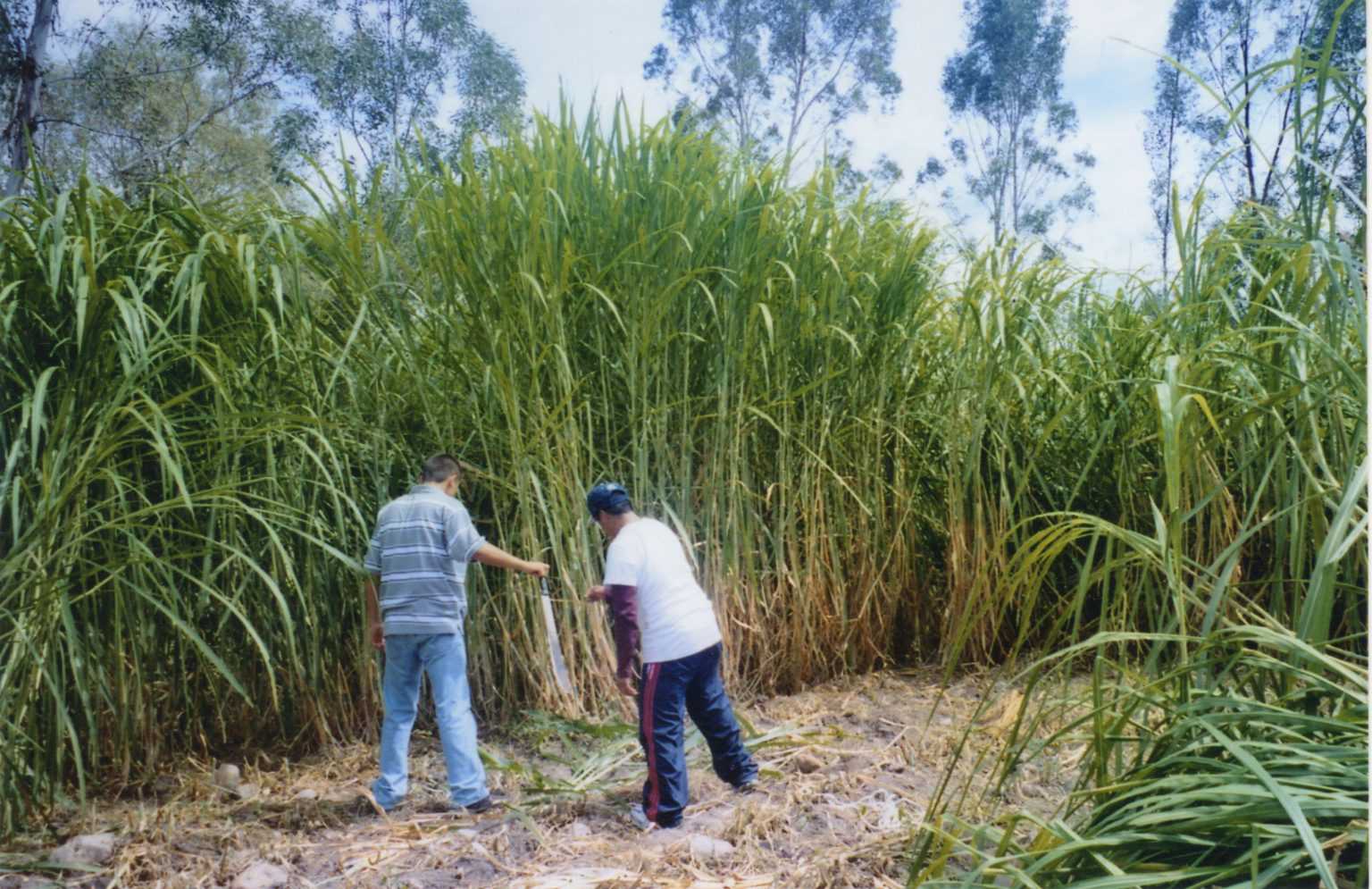 Heno, Alternativa alimenticia para el ganado