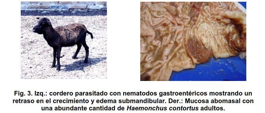 ?⭐Nemátodos Gastrointestinales en Ovinos ?⭐ Enfermedades ovinas