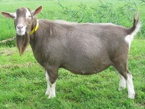 Raza Caprina Toggenburg - - Raza lechera por excelencia