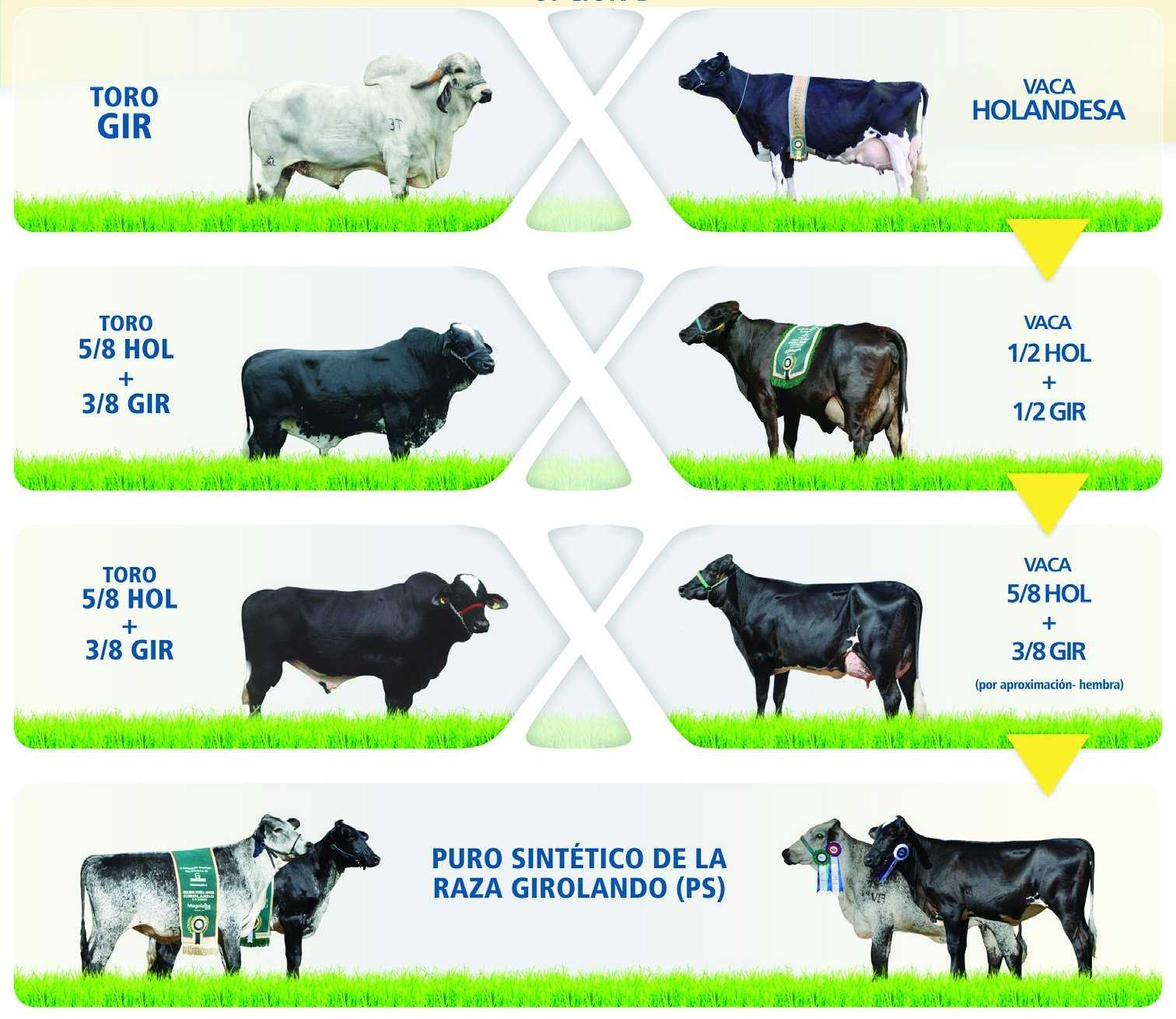 Raza Girolando 【Informacion actualizada 2020】