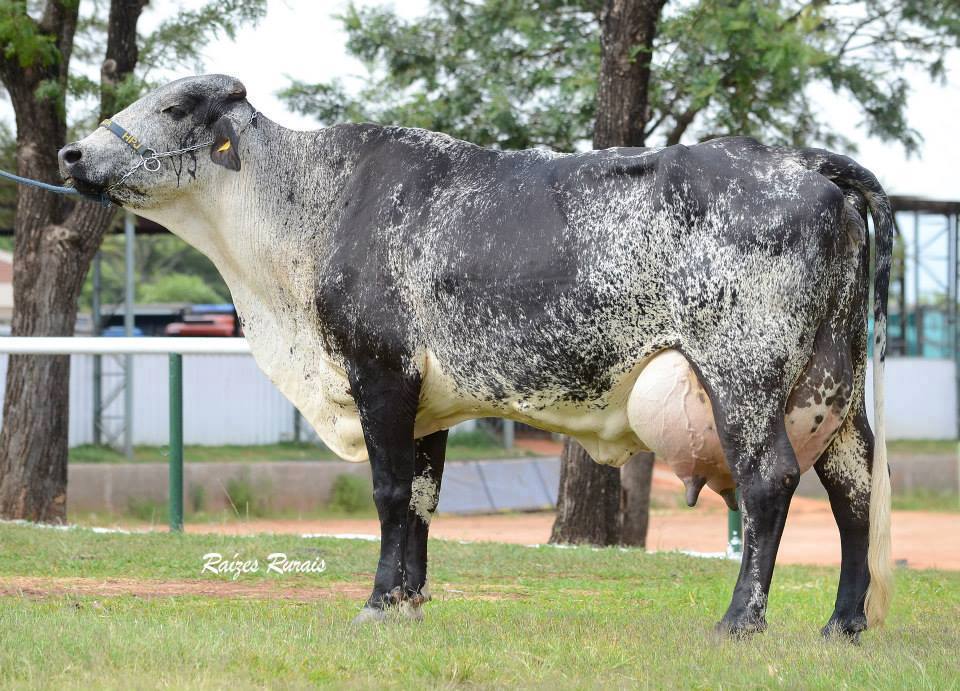 Raza Girolando 【Informacion actualizada 2020】