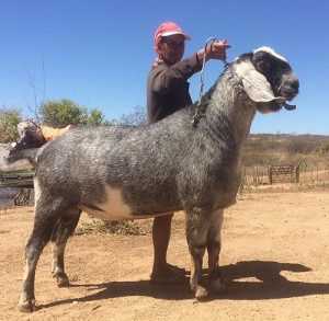 Raza Caprina Anglonubiana - Caracteristicas Principales