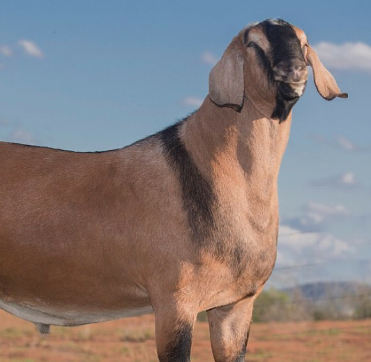 Raza Caprina Anglonubiana - Caracteristicas Principales