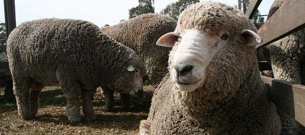 Raza ovina Rambouillet - Caracteristicas Principales