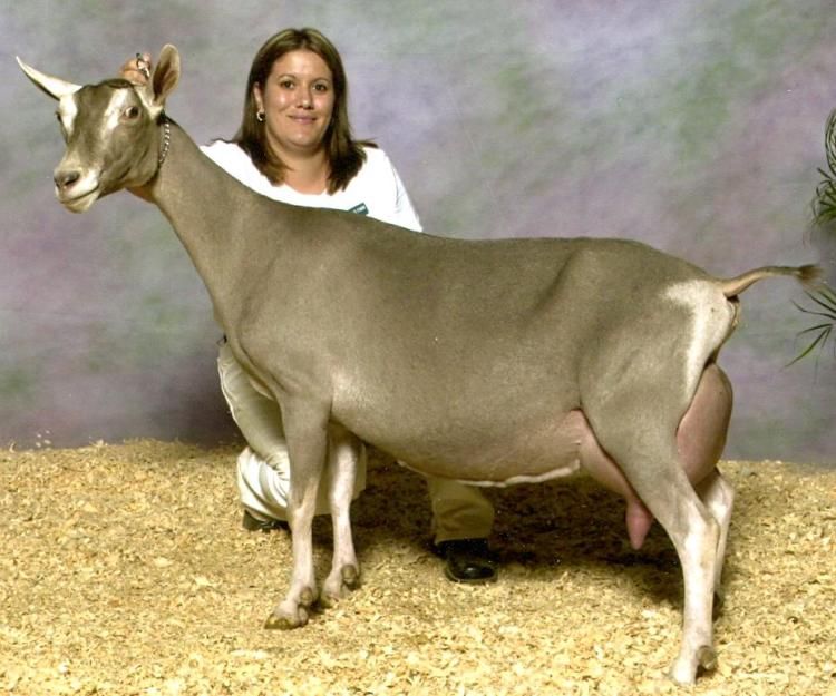 Raza Caprina Toggenburg - - Raza lechera por excelencia