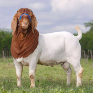 Raza Caprina Boer - Excelente para la producción de carne