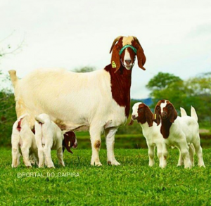 Raza Caprina Boer - Excelente para la producción de carne
