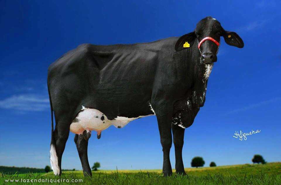 Raza Girolando 【Informacion actualizada 2020】