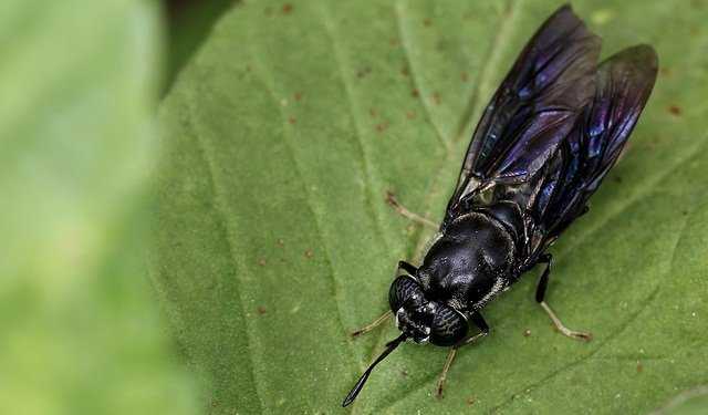 Alimenta las aves con la mosca soldado negra (Hermetia illucens).
