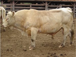 Como Saber la condición corporal del Toro