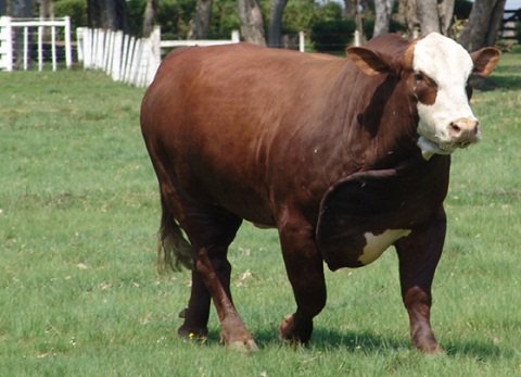 Como Saber la condición corporal del Toro