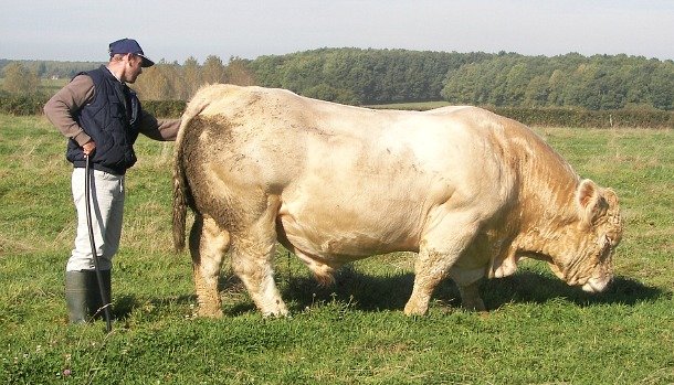 Como Saber la condición corporal del Toro