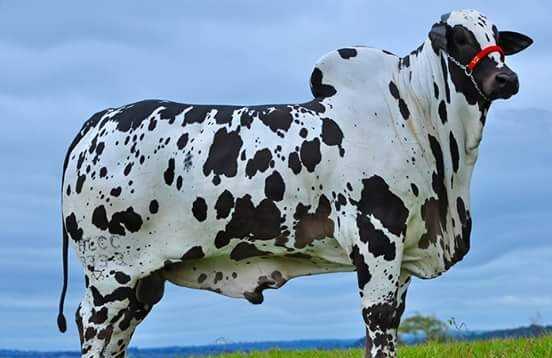 Como Saber la condición corporal del Toro
