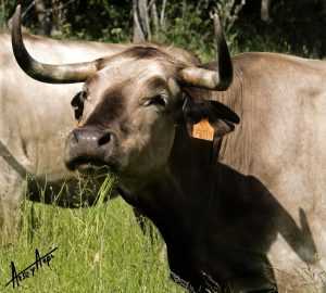 Alimentacion Del Toro