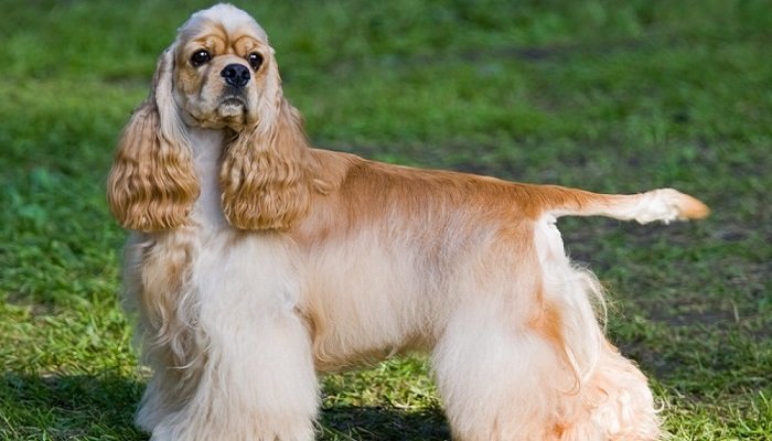 RAZA COCKER SPANIEL AMERICANO