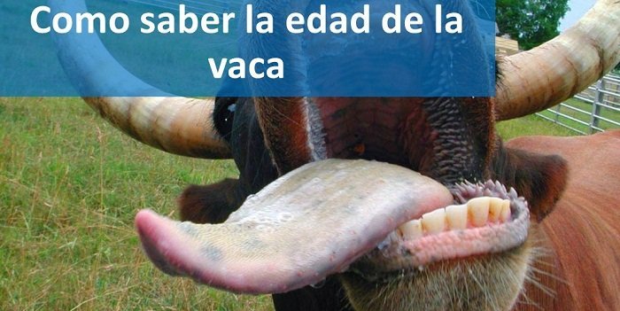 Como saber la edad de una vaca con su dentadura