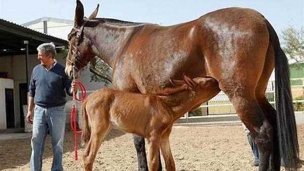 Mula: 10 Curiosidades de estos increíbles híbridos