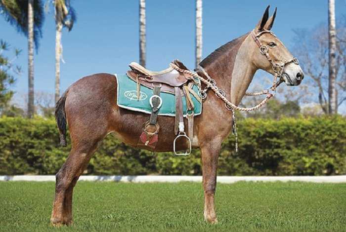 Mula: 10 Curiosidades de estos increíbles híbridos