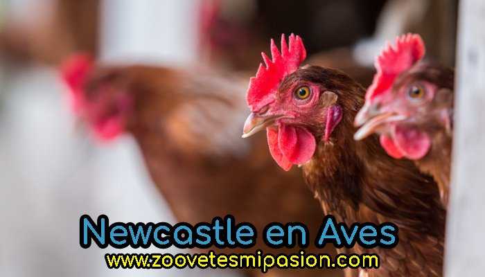 Moquillo en aves (Coriza infecciosa aviar) Transmisión y cura.