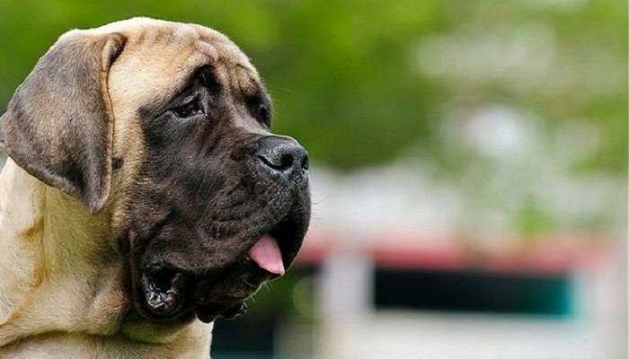 Raza de Perro Mastiff