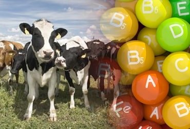 🐮 Como la nutrición causa fallas reproductivas en el toro
