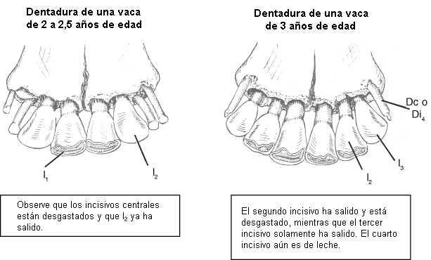 Como saber la edad de una vaca con su dentadura