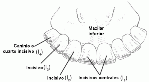 Como saber la edad de una vaca con su dentadura