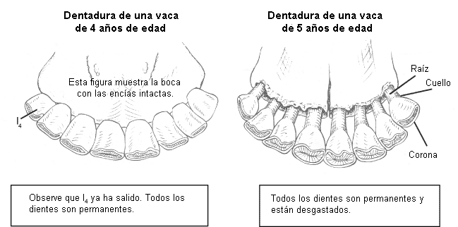 Como saber la edad de una vaca con su dentadura