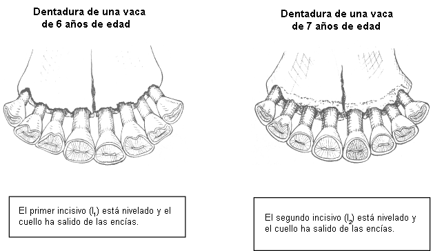 Como saber la edad de una vaca con su dentadura