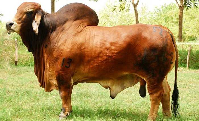 Muere Tanque, Uno de los mejores toros Brahman rojo del mundo