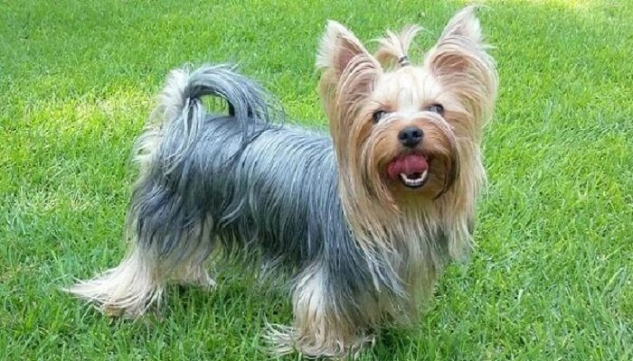Raza de Perro Yorkshire Terrier
