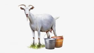 Fisiología de la lactancia de la cabra, datos anatomicos