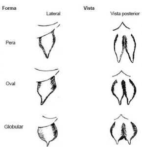Glándula mamaria o ubre de la cabra, conoce su anatomía y estructra