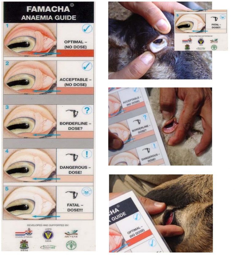 ?⭐Método Famacha para parásitos en ovinos?⭐ Enfermedades Ovinas