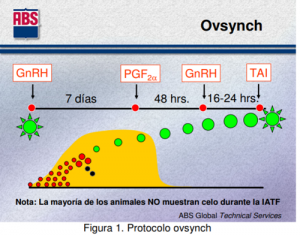 Sincronización del celo en bufalas