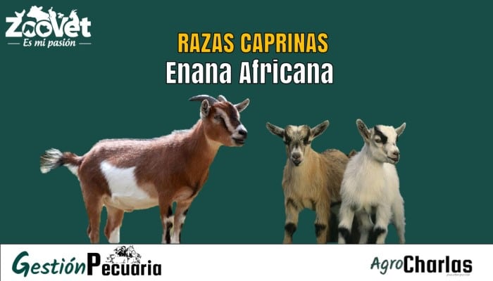 Raza Caprina Anglonubiana - Caracteristicas Principales