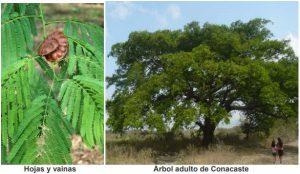 El Conacaste, un árbol de usos múltiples en regiones tropicales ☘☘ ...