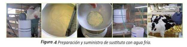 Como alimentar a la ternera de reemplazo en vacas lecheras