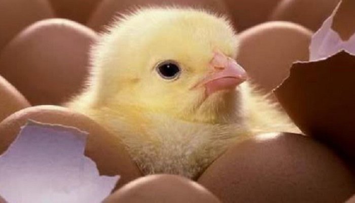 Incubación del huevo,manejo de la incubadora y cuidado del pollito