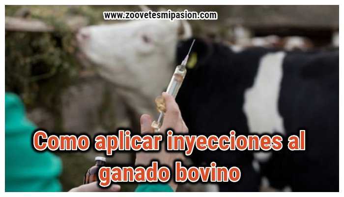 Como aplicar inyecciones al ganado bovino