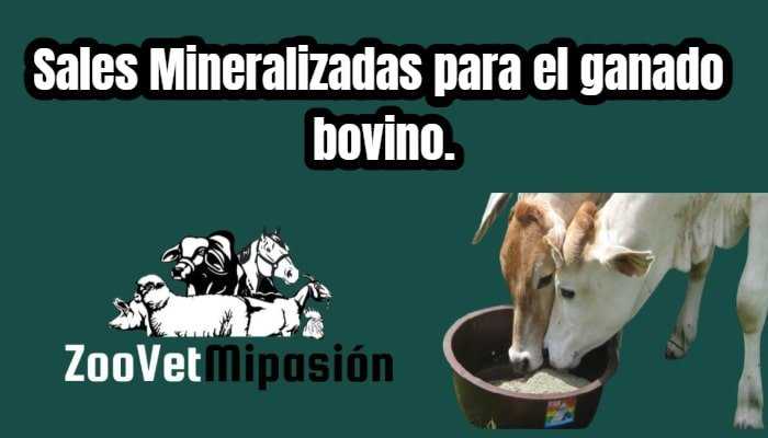 Sales Mineralizadas: Cómo y cuándo darlas al ganado bovino. 🐮