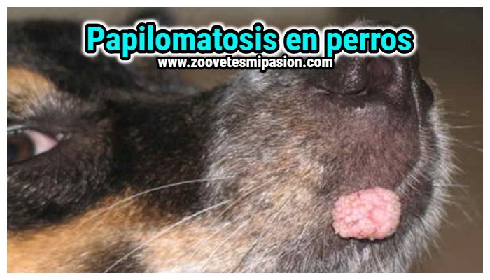 Papilomatosis en perros, signos clínicos y tratamiento