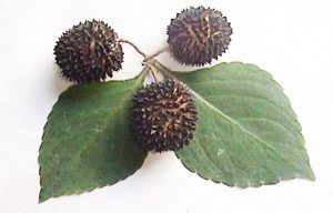 Guázimo (Guazuma ulmifolia) y su uso en la alimentacion animal