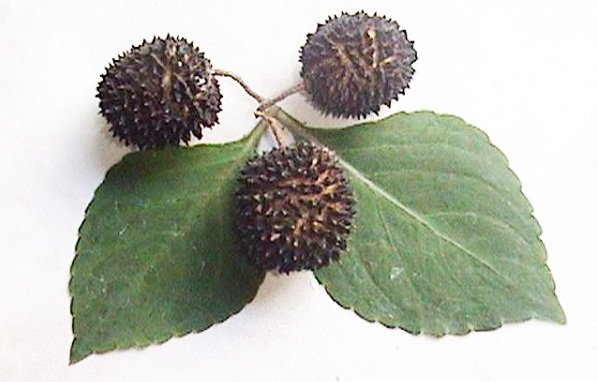 Guázimo (Guazuma ulmifolia) y su uso en la alimentacion animal