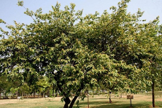Guázimo (Guazuma ulmifolia) y su uso en la alimentacion animal