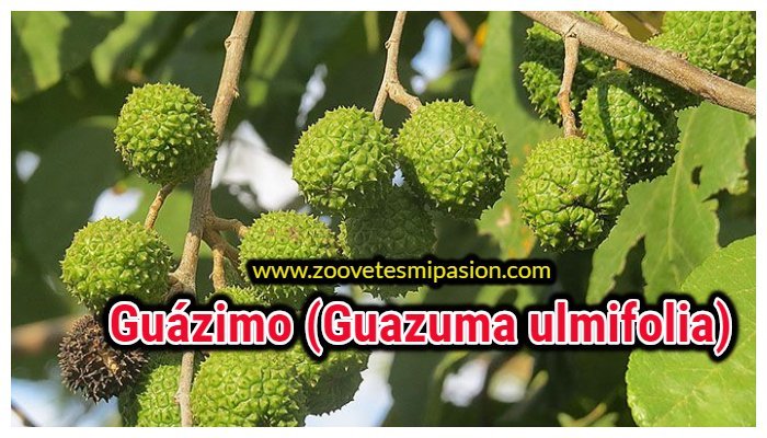 Guázimo (Guazuma ulmifolia) y su uso en la alimentacion animal