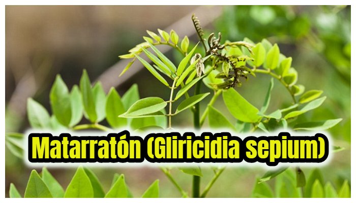 Matarratón (Gliricidia sepium), Excelente planta forrajera para le ganado